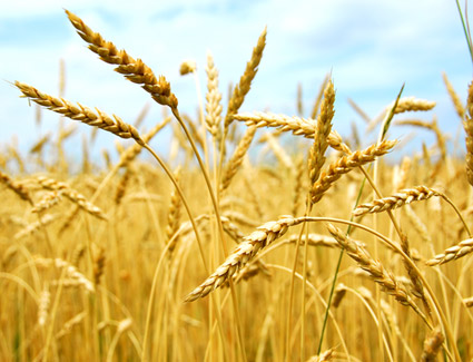 About Cargill | Cargill Australia