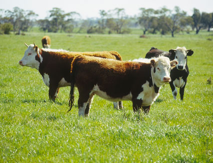 Beef | Cargill Australia