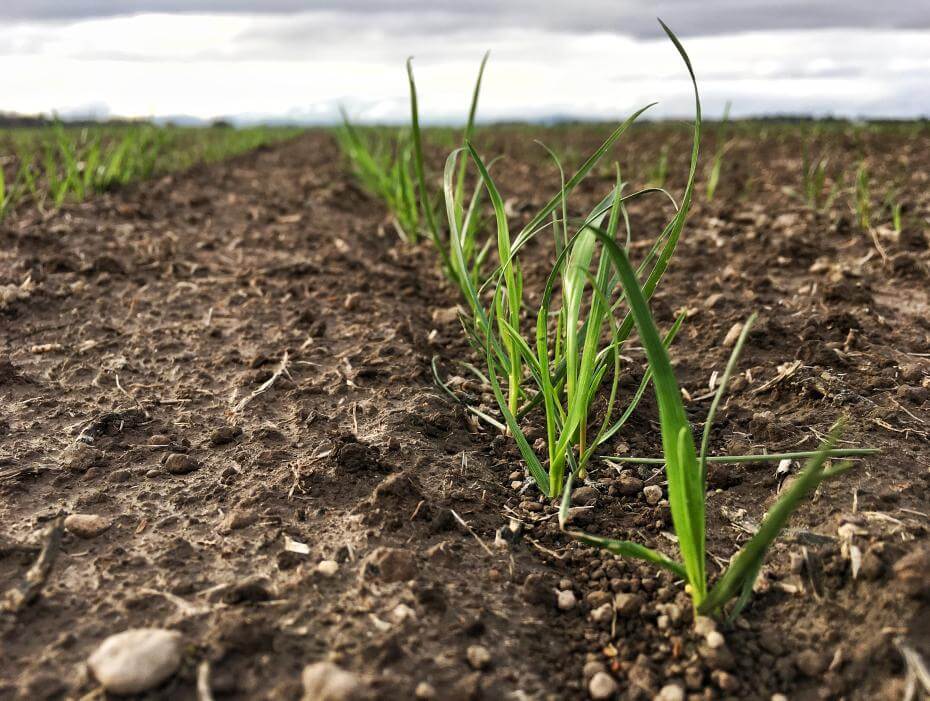 Sowing through dry conditions | Cargill Australia