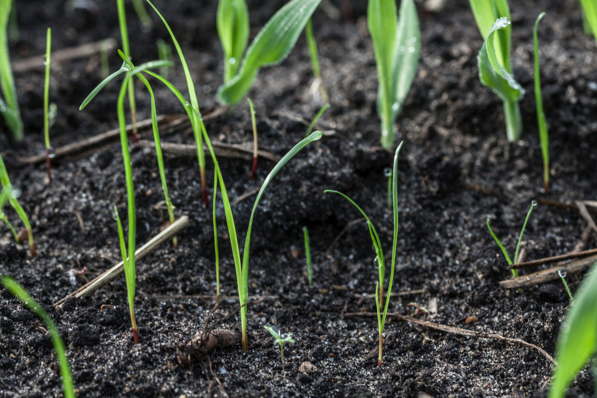 Crop Market Update | Cargill Australia