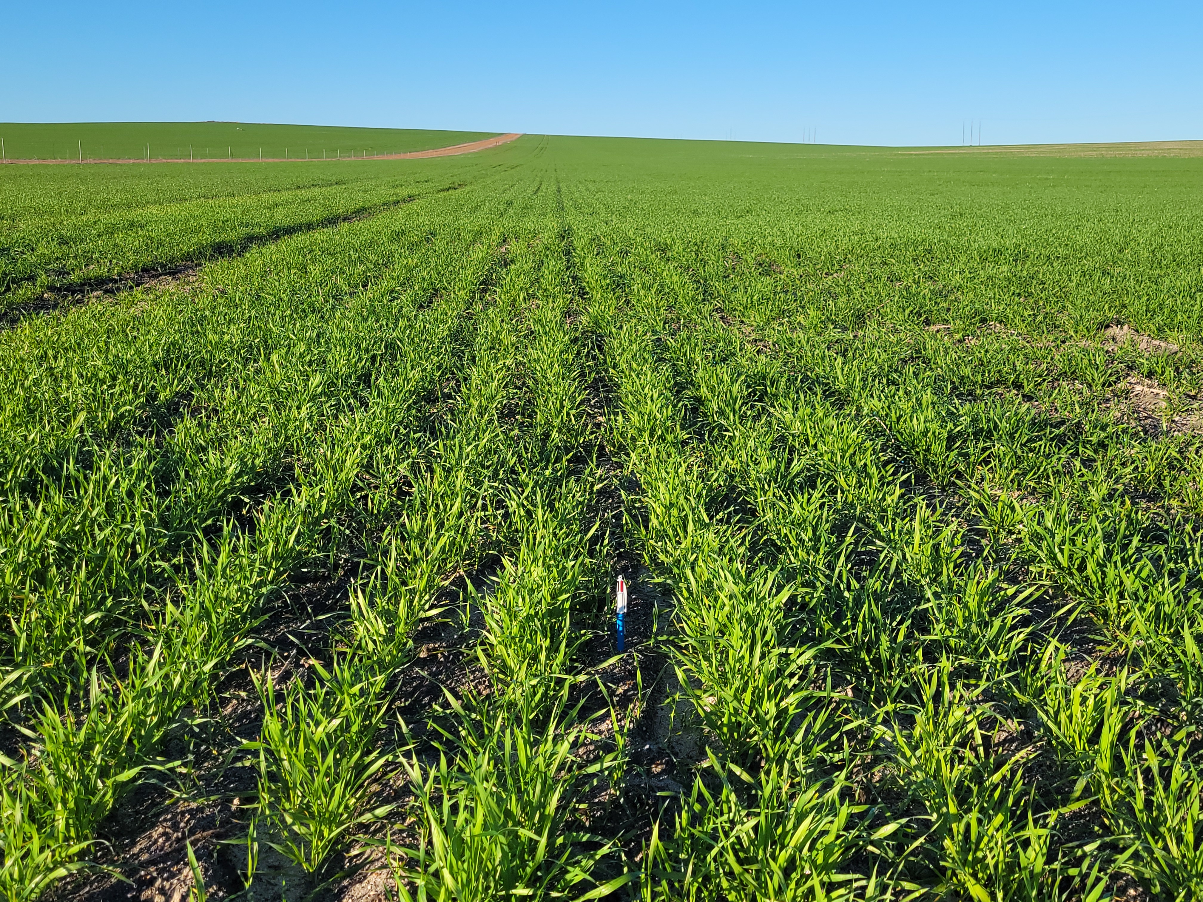 Supply steering markets | Cargill Australia