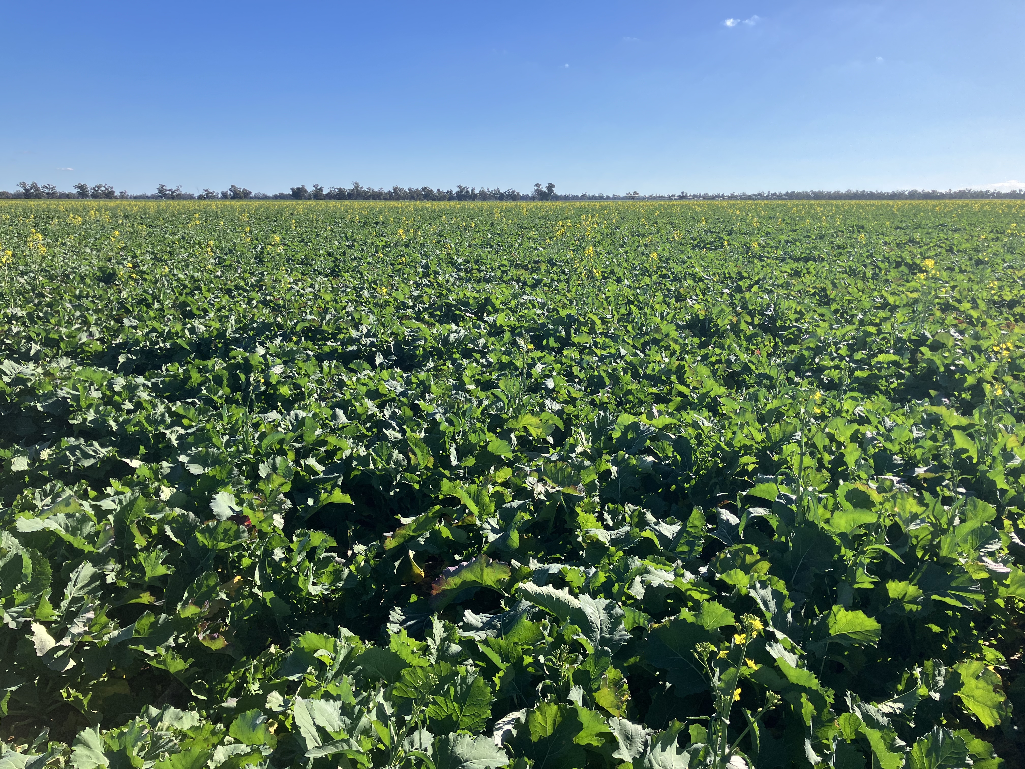 Crop outlook sees prices decline | Cargill Australia
